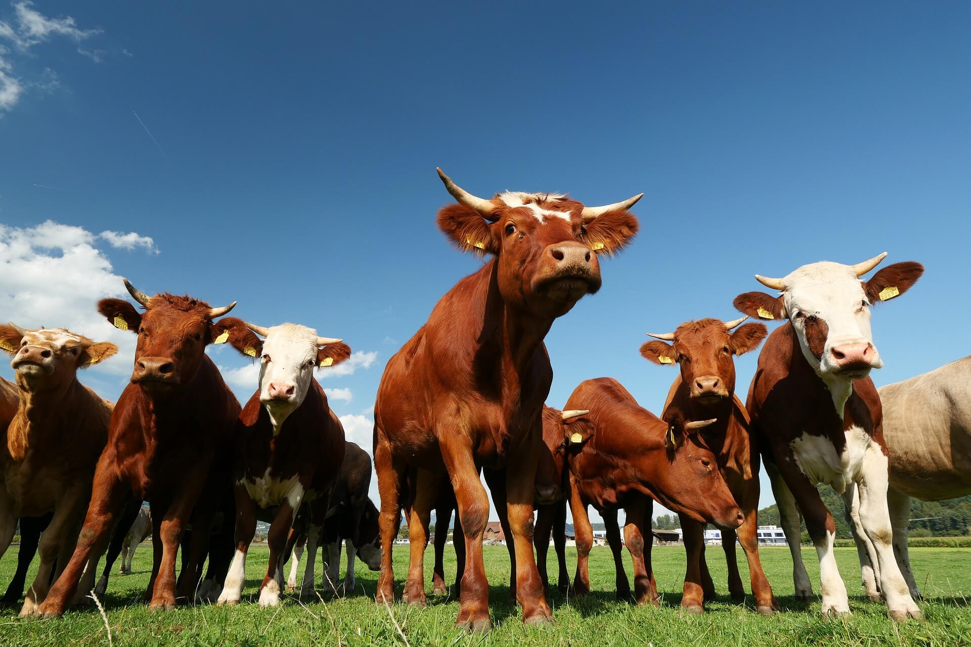 Less windy Whoppers? Low-methane Burger King still involves some hot ...